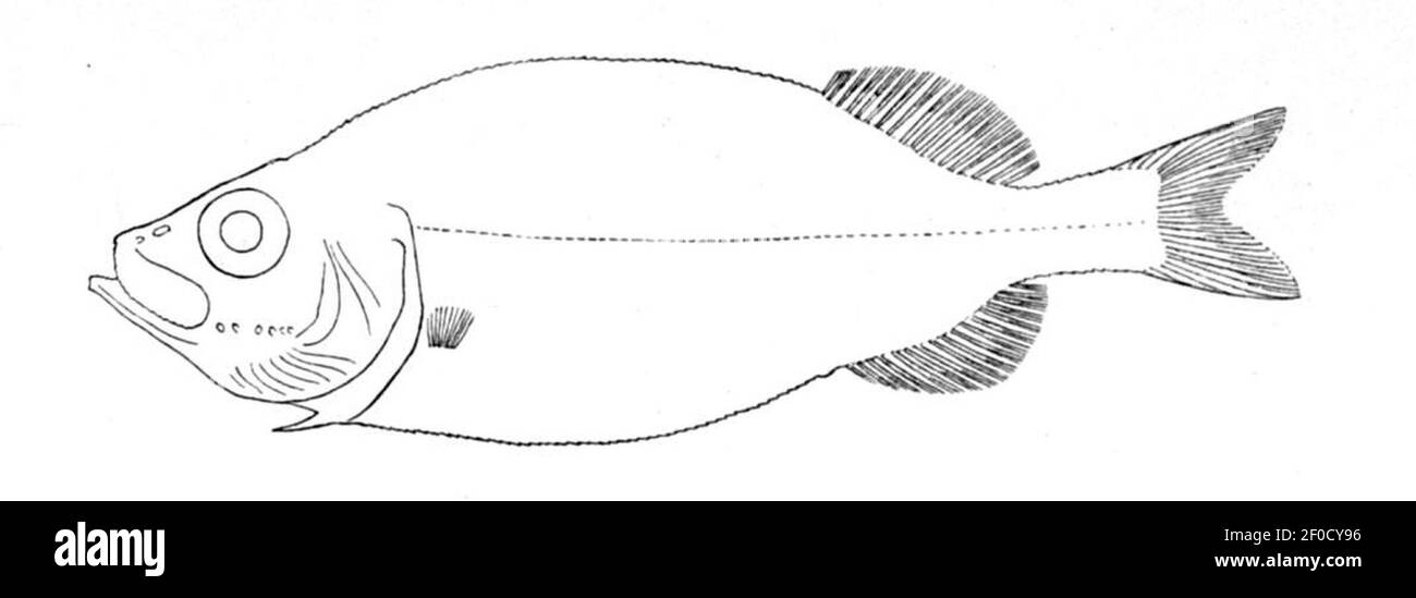 Apus apus Black and White Stock Photos & Images - Alamy