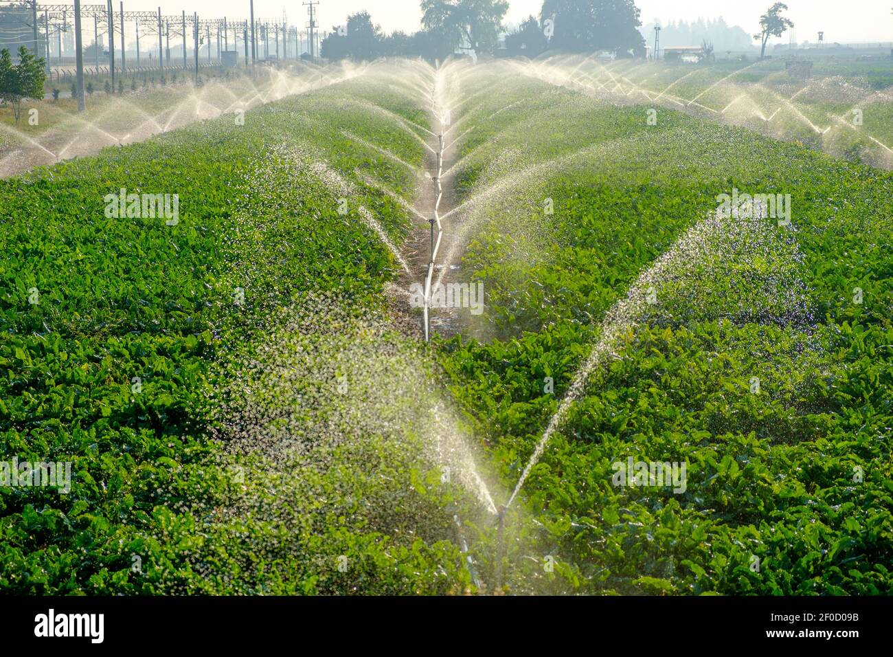 Sprinkler spraying fresh wet water on lush green field Stock Photo - Alamy