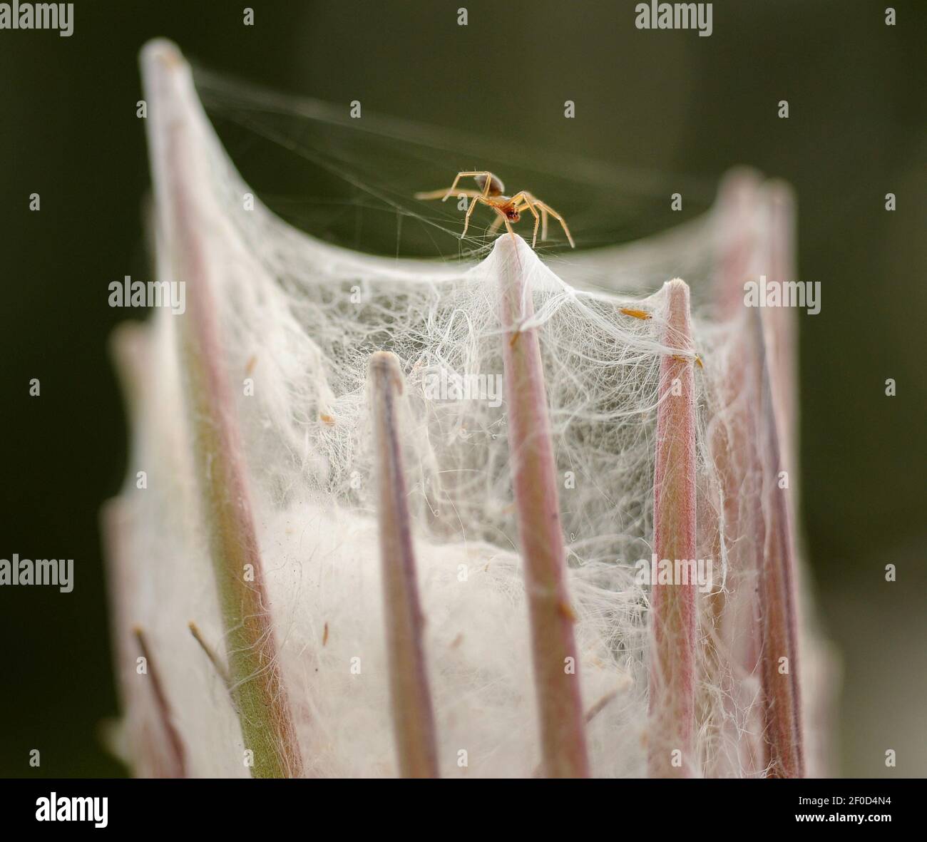Spiders gathered in unusual clusters at a field east of the Huffman ...