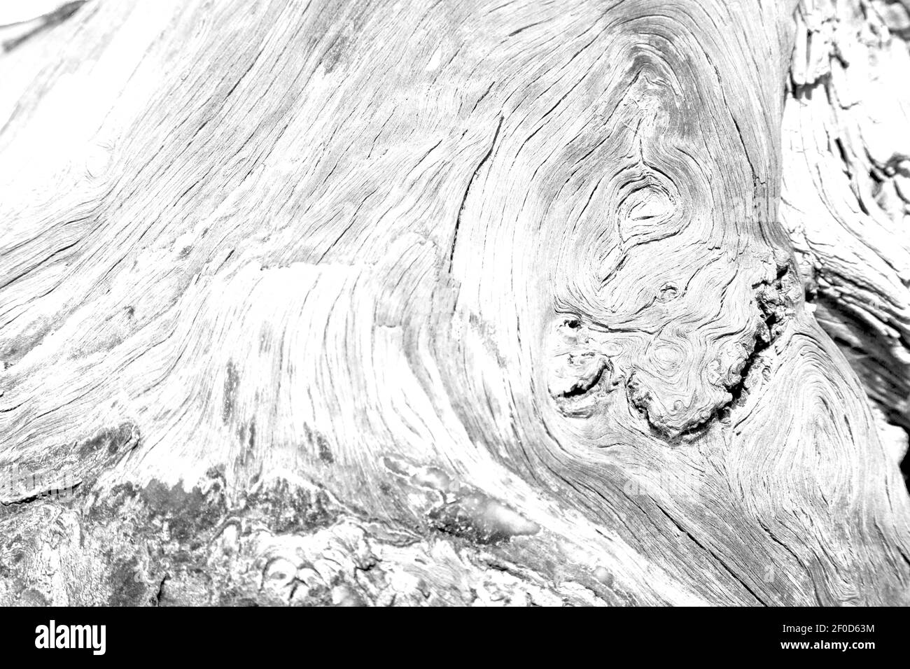 Barck in the abstract close up of a tree color and texture Stock Photo ...