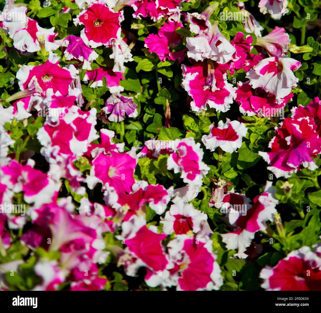 In oman flowers and garden the spring colors Stock Photo - Alamy