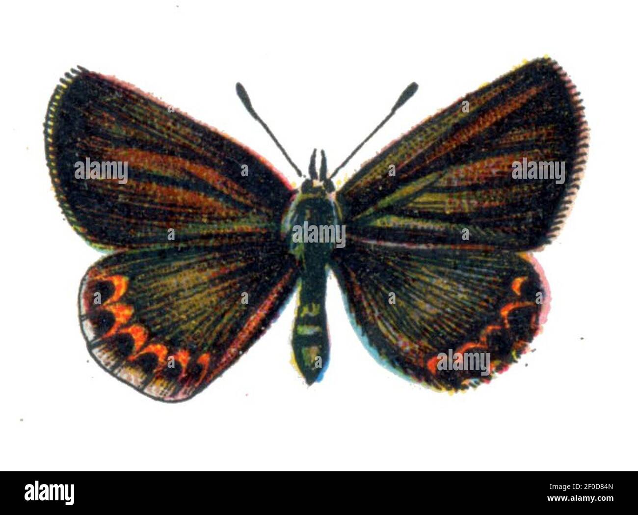 Plebeius idas femelle Nemos Stock Photo - Alamy