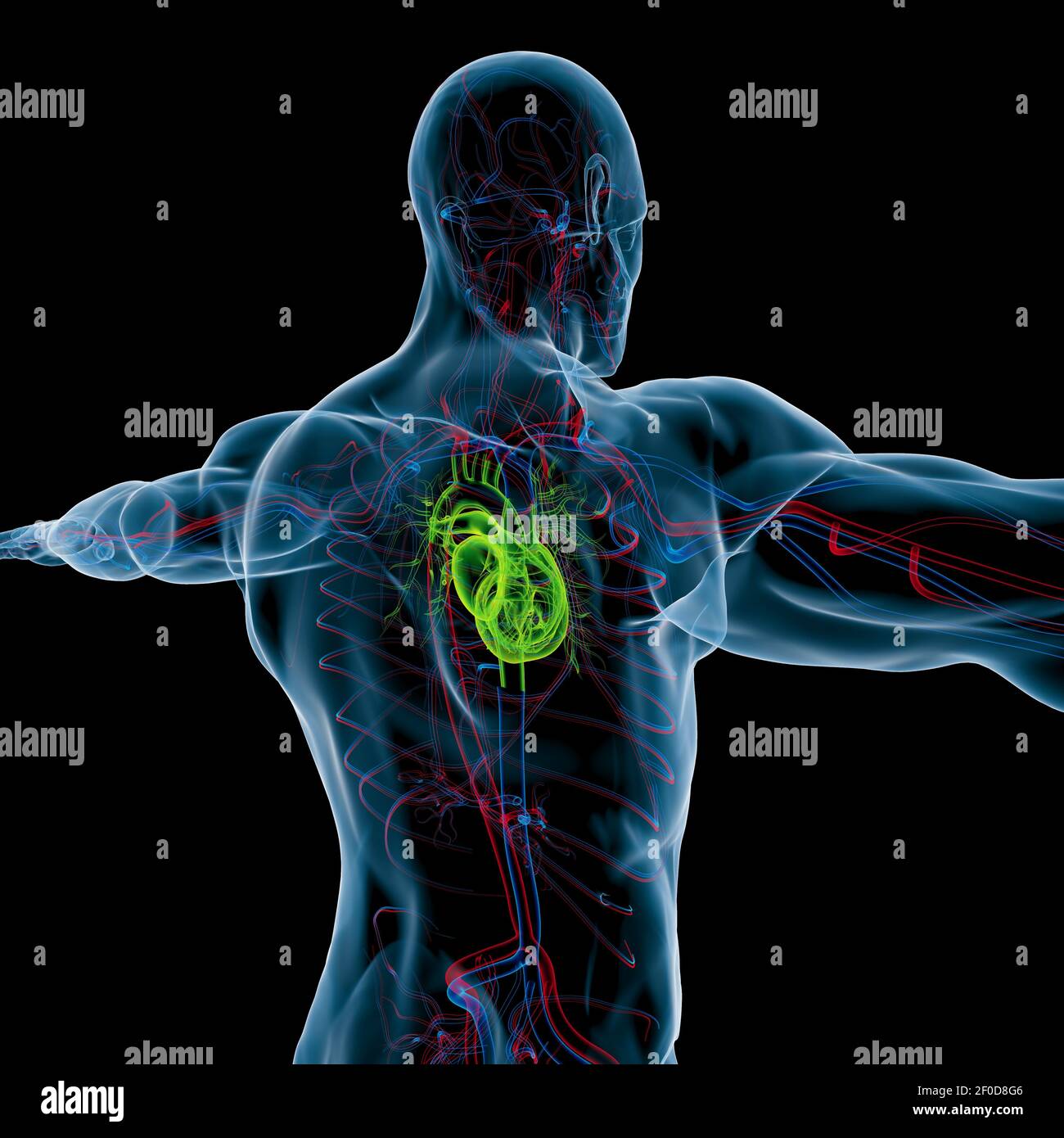 Human Heart Anatomy For Medical Concept 3D Illustration Stock Photo - Alamy