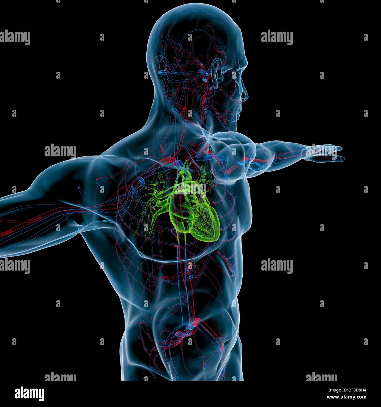 Human Heart Anatomy For Medical Concept 3D Illustration Stock Photo - Alamy