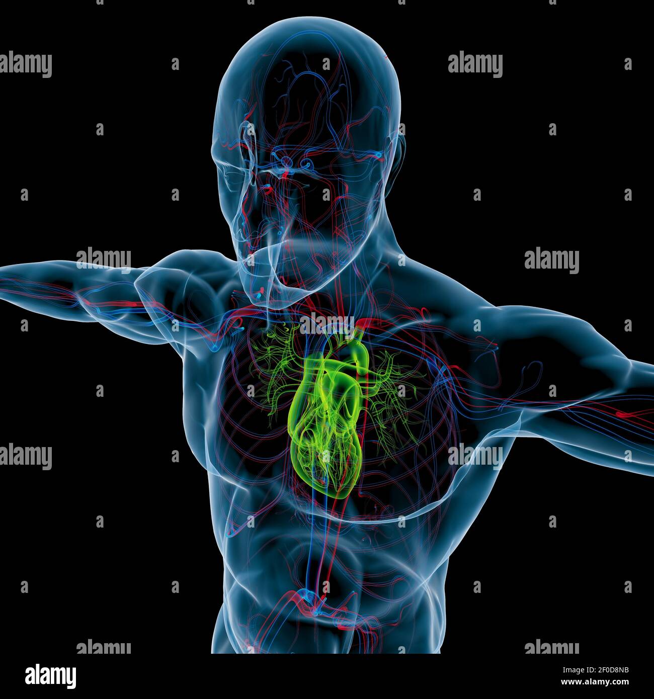 Human Heart Anatomy For Medical Concept 3D Illustration Stock Photo - Alamy