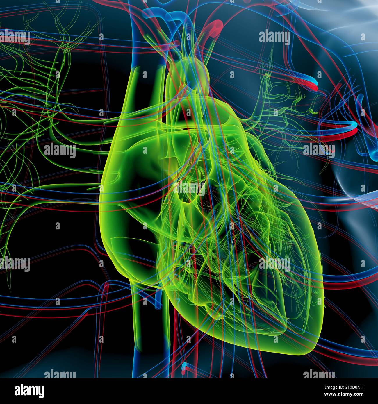 Human Heart Anatomy For Medical Concept 3D Illustration Stock Photo - Alamy