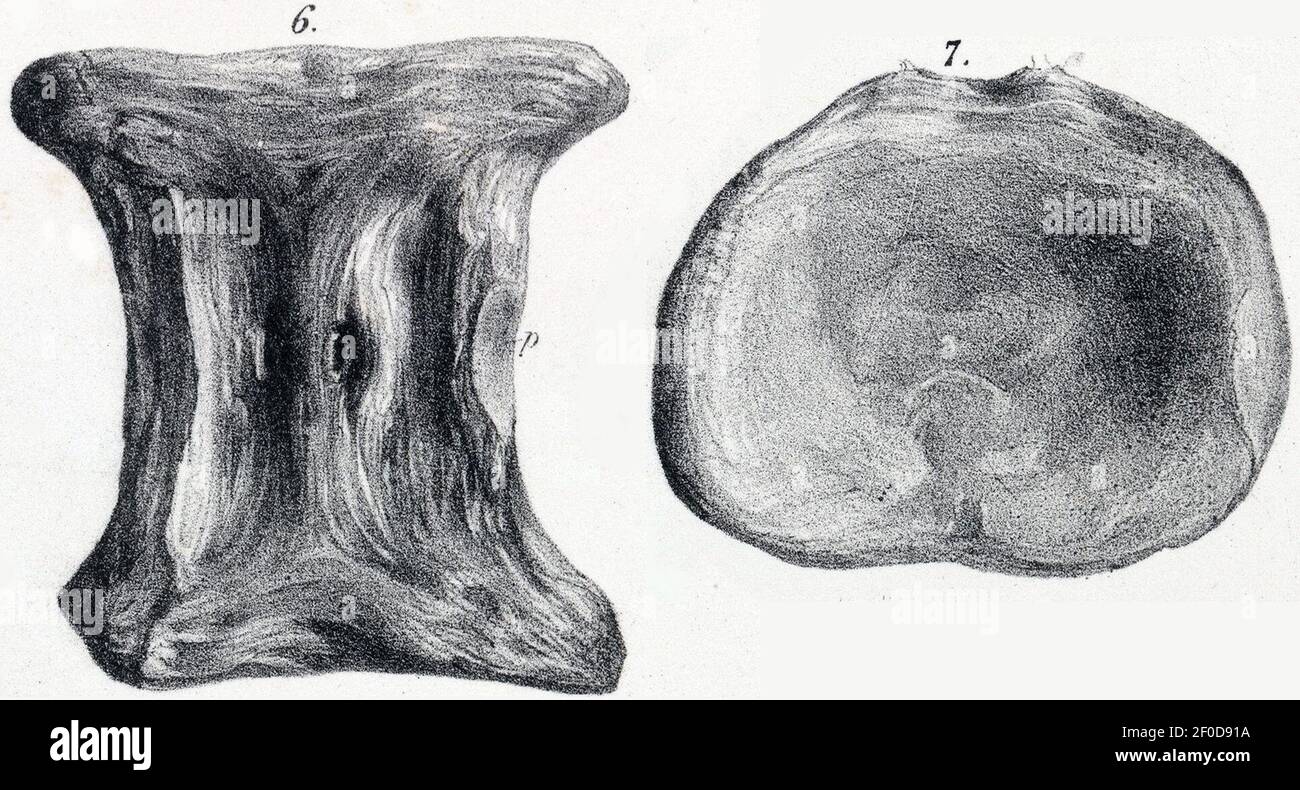Constrictus hi-res stock photography and images - Alamy