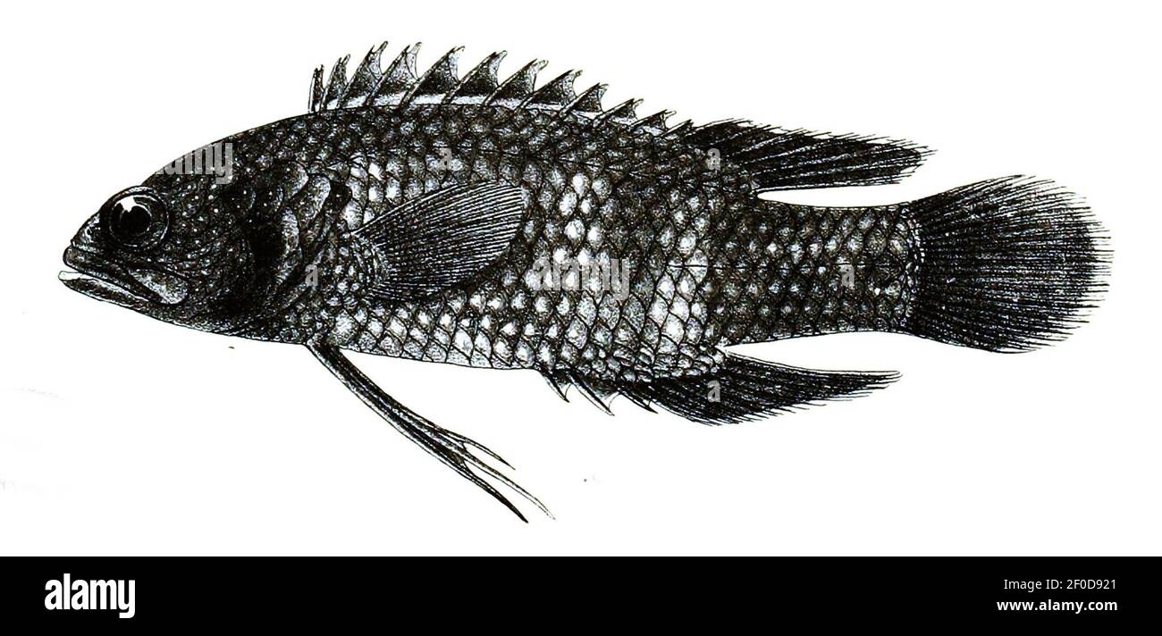 Plesiops nigricans Ford 31 Stock Photo - Alamy