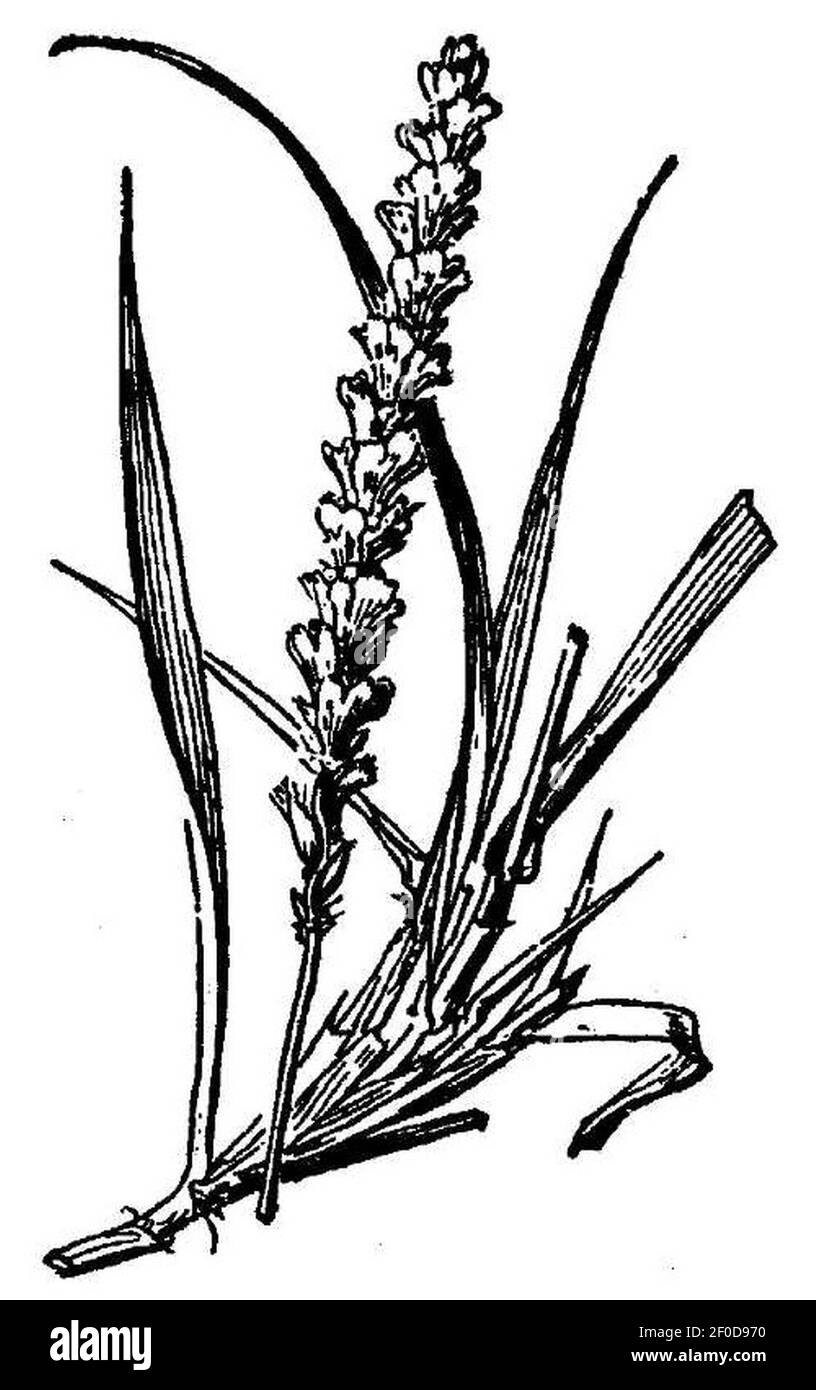 Pleuraphis hi-res stock photography and images - Alamy