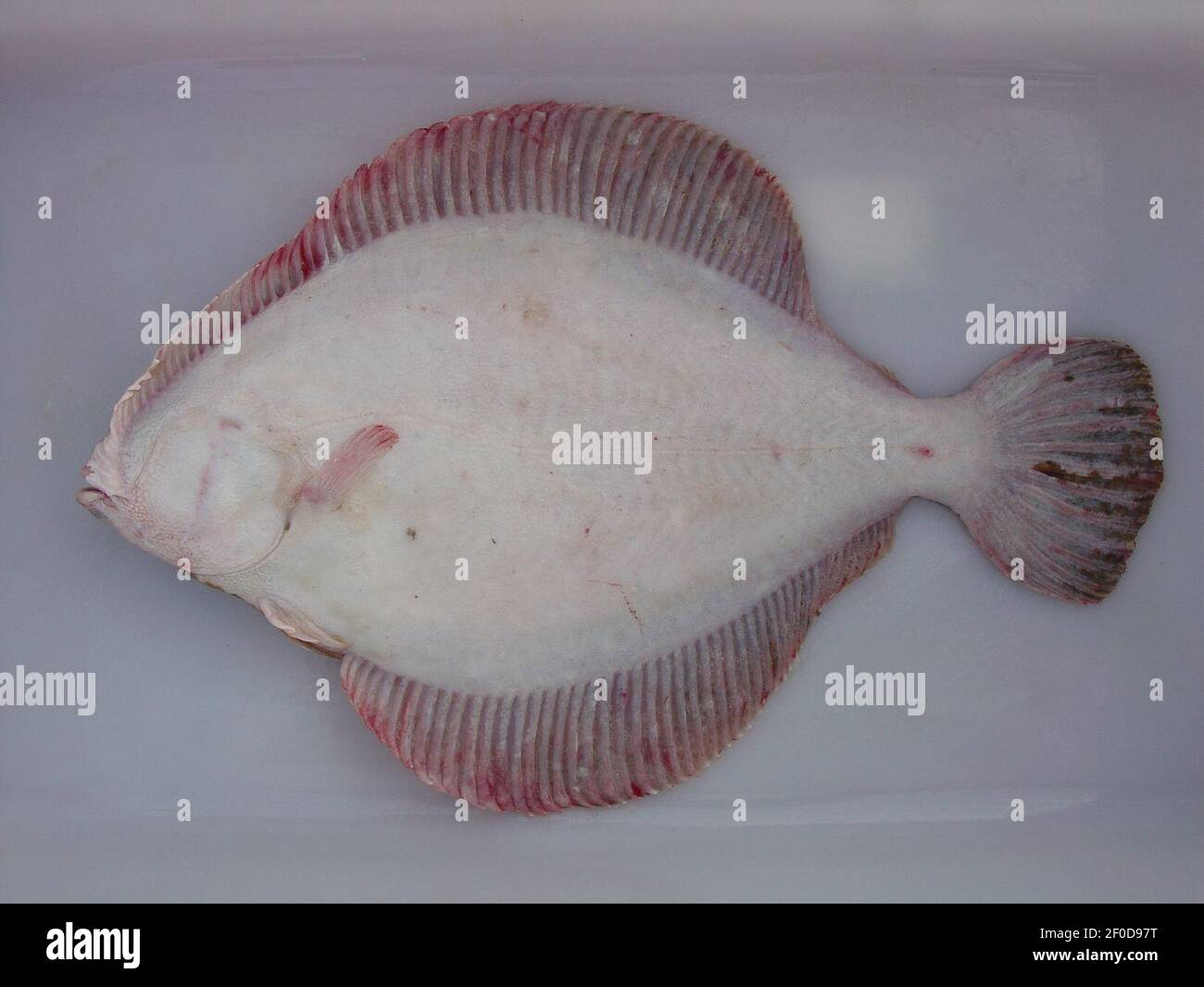 Pleuronichthys decurrens, Curlfin Sole, lower surface Stock Photo - Alamy