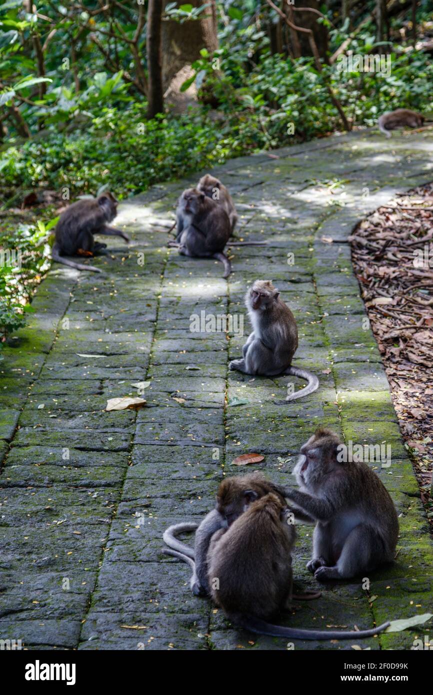 Family of Long-tailed or Crab-eating macaques. Mandala Suci Wenara Wana ...
