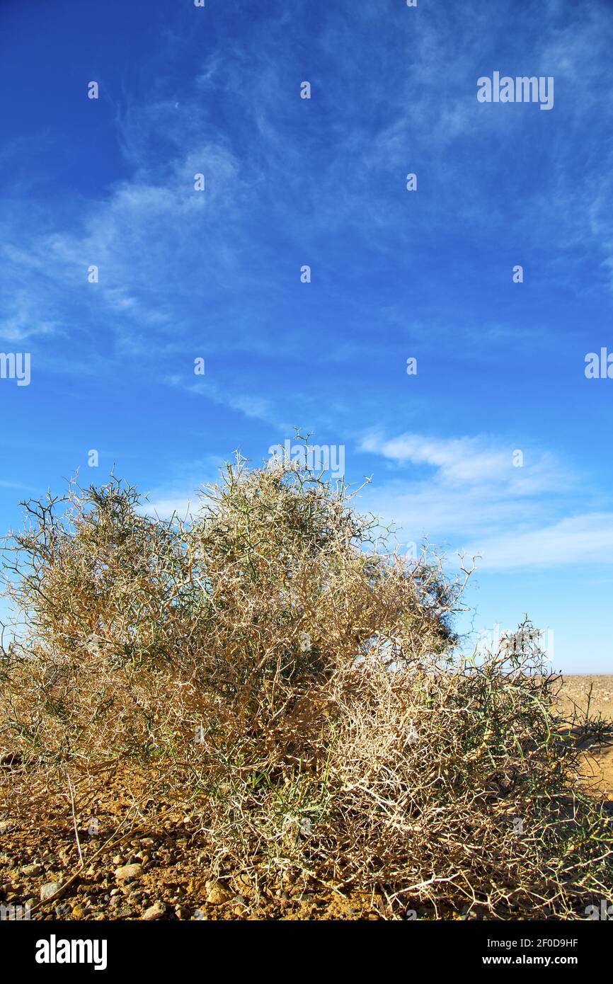 Bush in the desert africa dune Stock Photo - Alamy