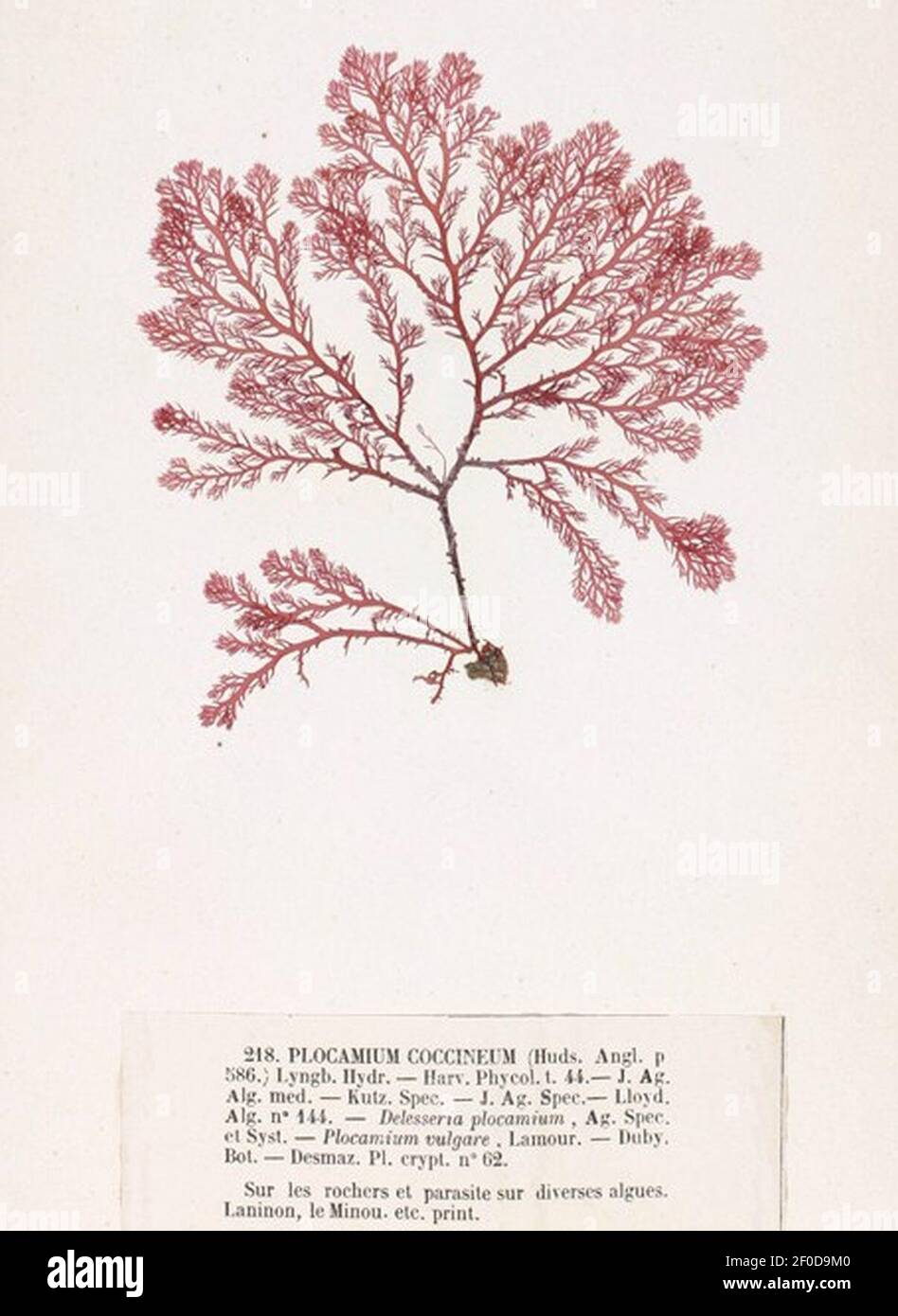Plocamium cartilagineum 1 Crouan Stock Photo - Alamy