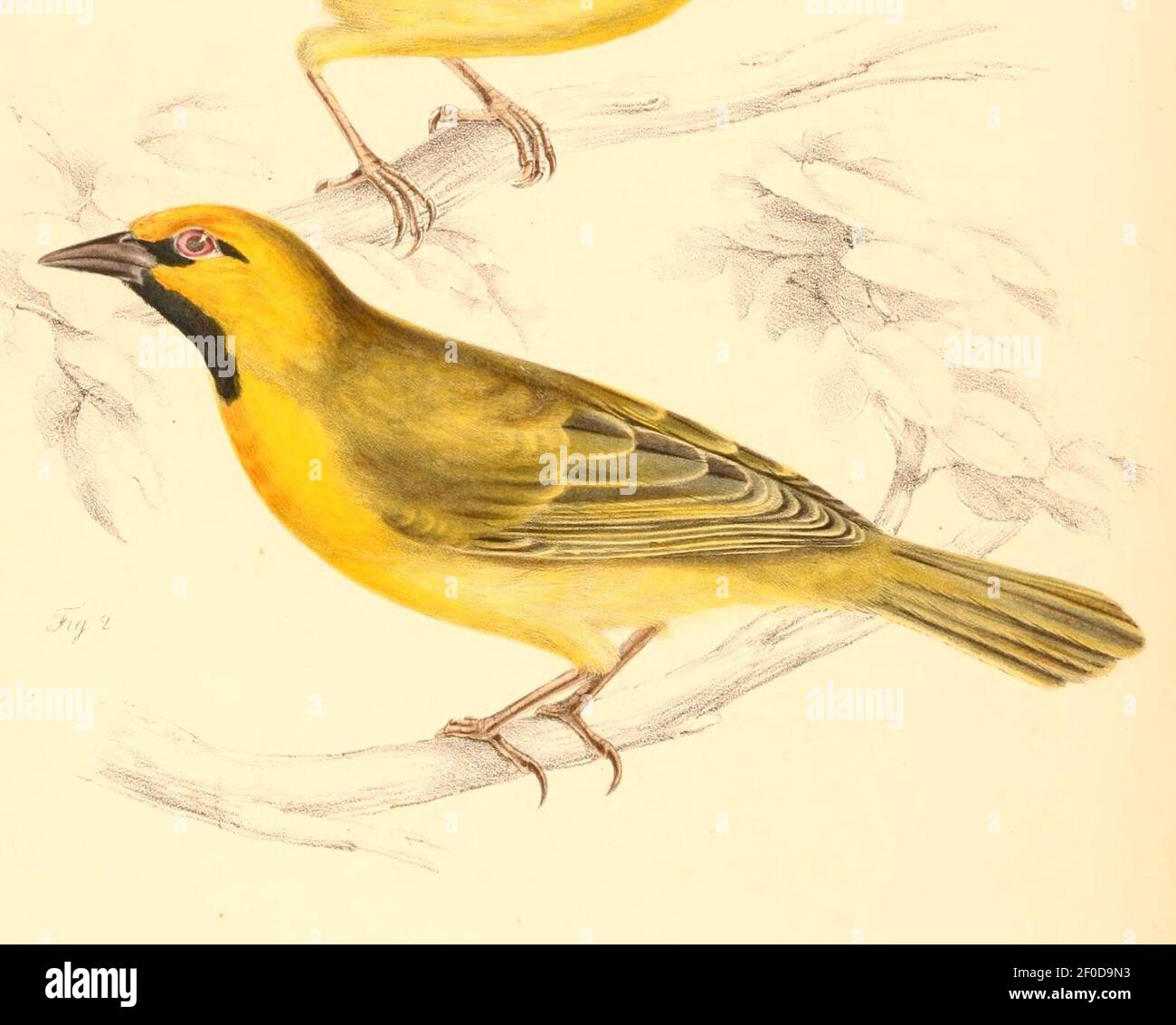 Ploceus ocularis hi-res stock photography and images - Alamy