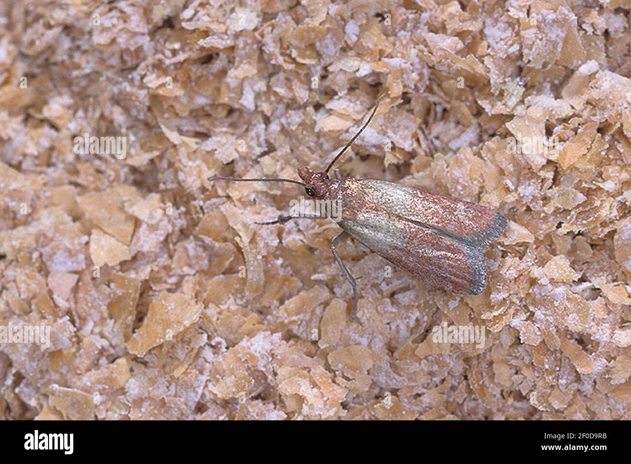 Plodia interpunctella hi-res stock photography and images - Alamy