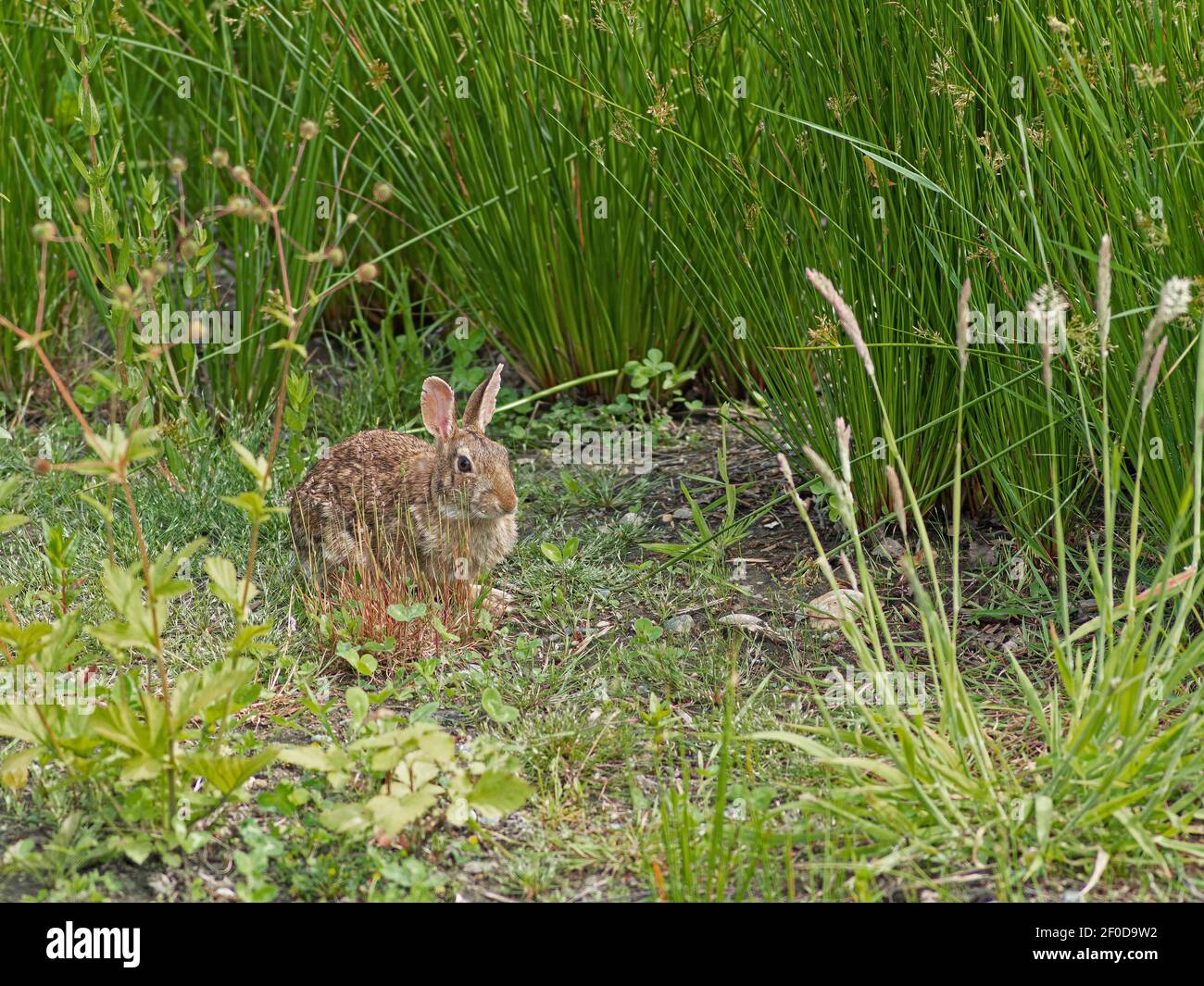 Most common rabbit of north america hi-res stock photography and images ...