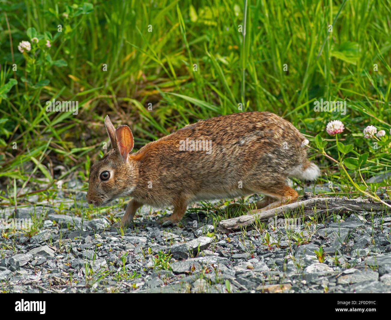 Eastern cottontail rabbit, Sylvilagus floridanus, walking on a gravel ...