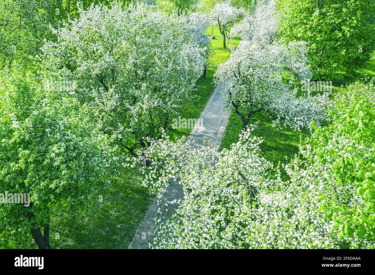 aerial view of flowering fruit trees in apple orchard. spring sunny ...