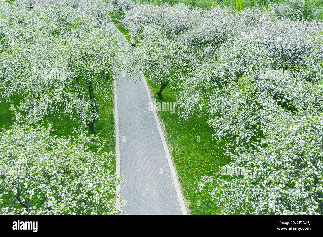 top view of the footpath through blooming trees in apple orchard ...