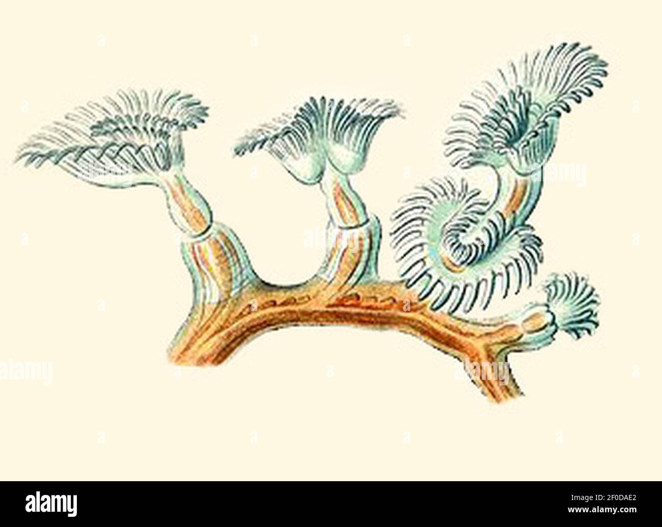 Bryozoa hi-res stock photography and images - Alamy