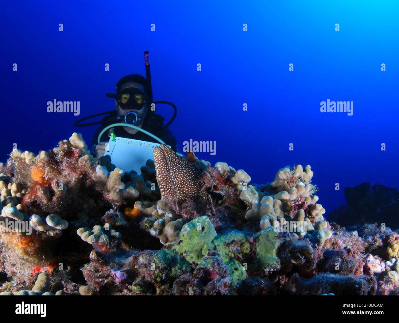 Maro reef hi-res stock photography and images - Alamy