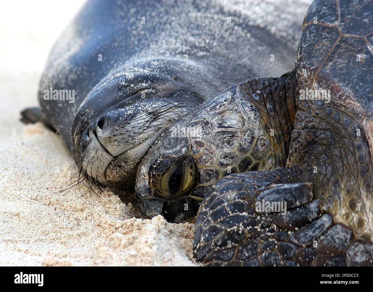 Pmnm hi-res stock photography and images - Alamy