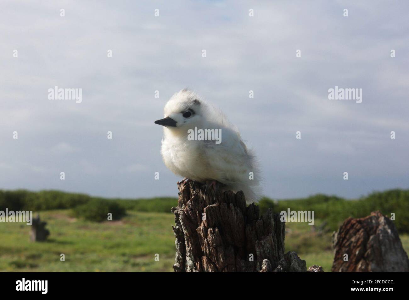 Kure atoll hi-res stock photography and images - Alamy
