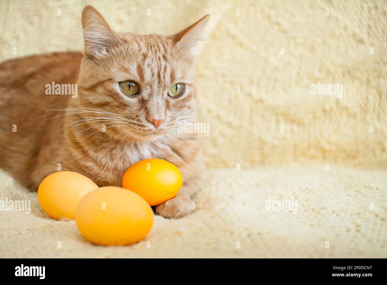Fat ginger cat hi-res stock photography and images - Alamy