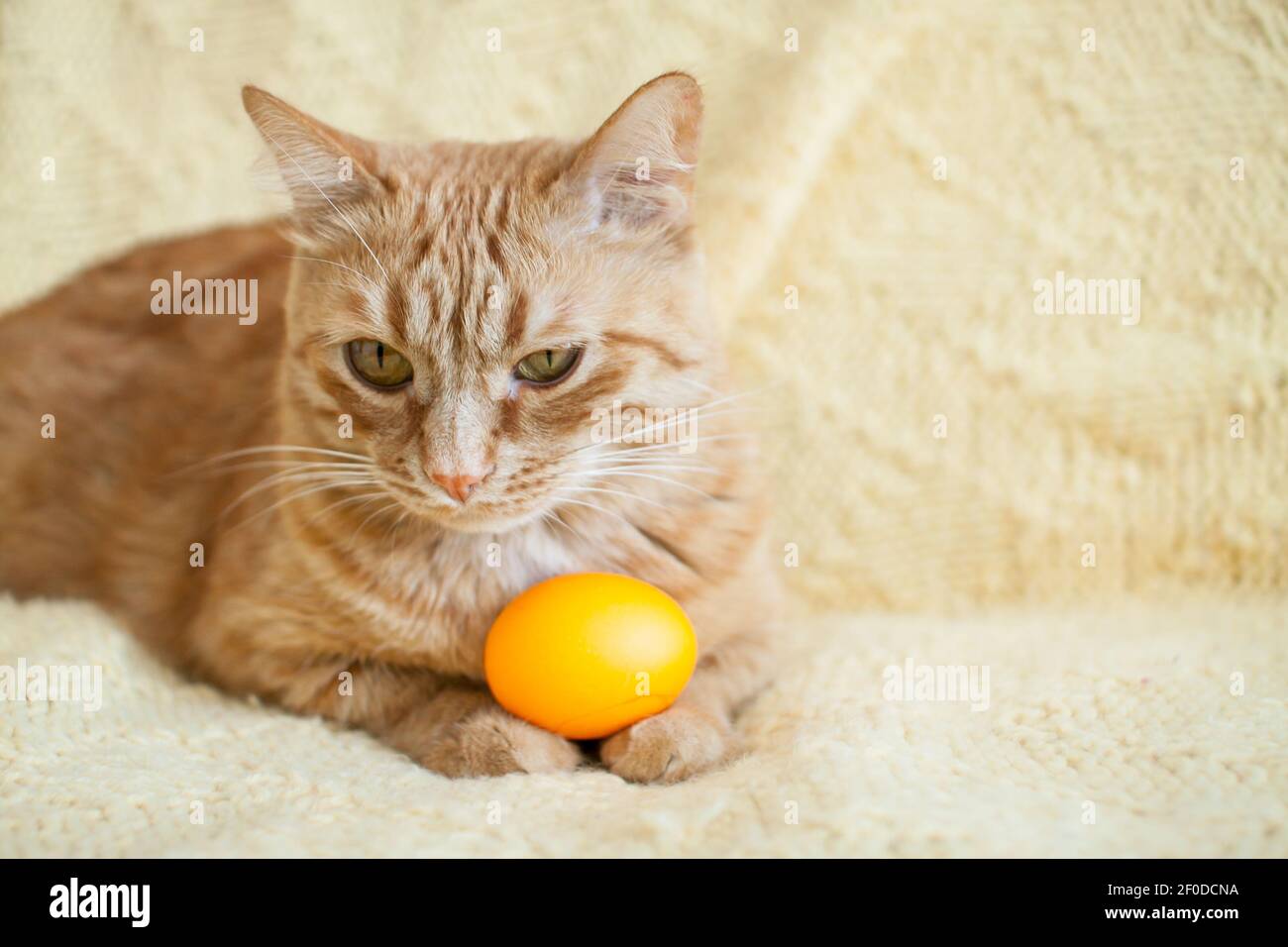 funny fat ginger cat holding orange painted eggs for easter Stock Photo ...