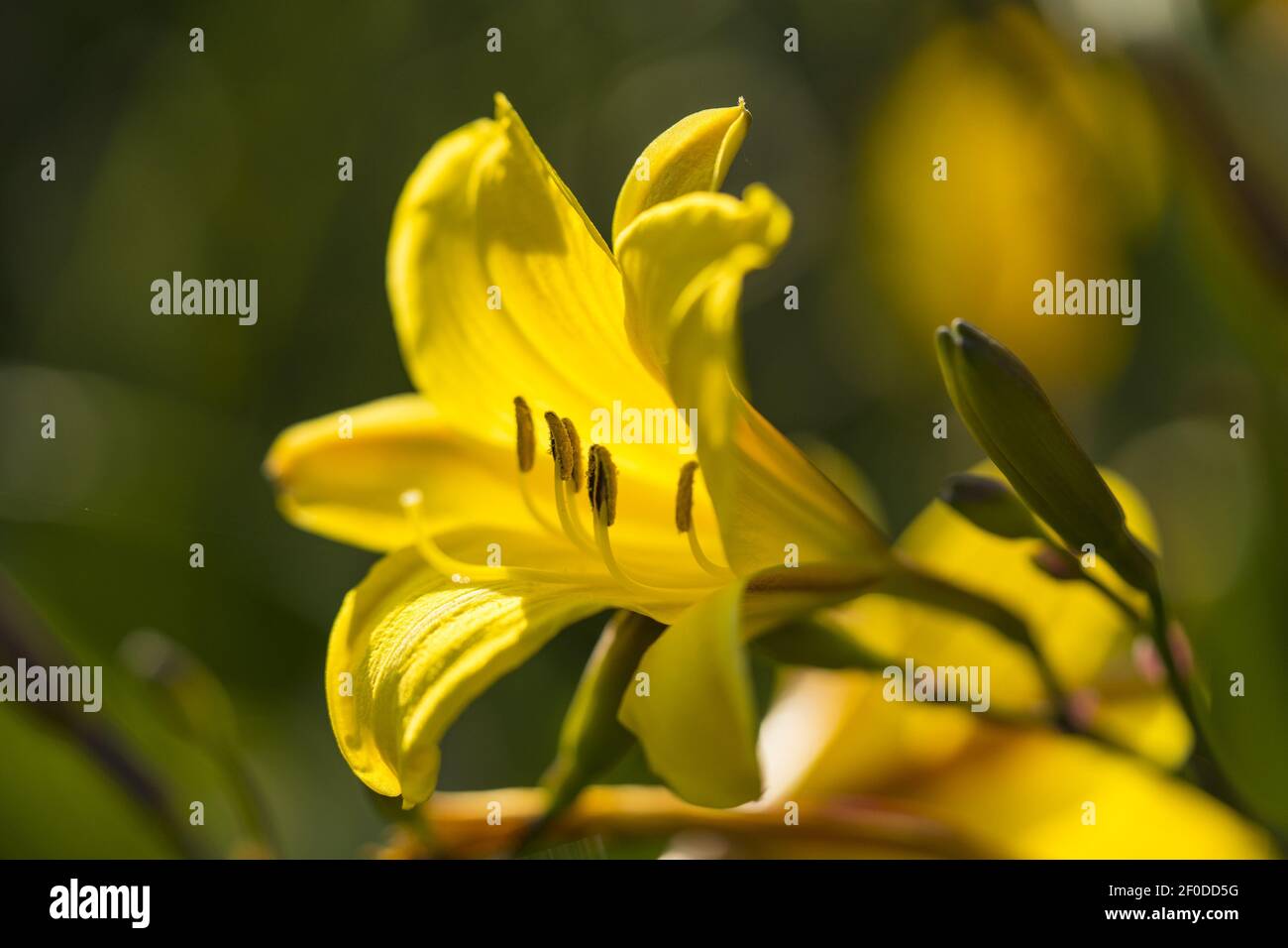 Yellow lily hi-res stock photography and images - Alamy