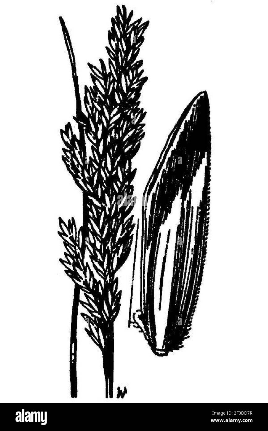 Unilateralis hi-res stock photography and images - Alamy