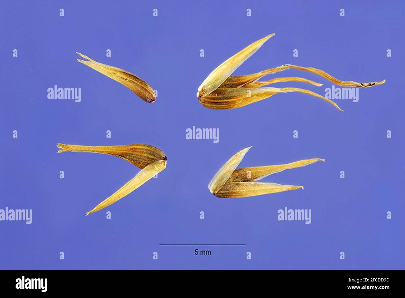 Poa bulbosa seeds Stock Photo - Alamy