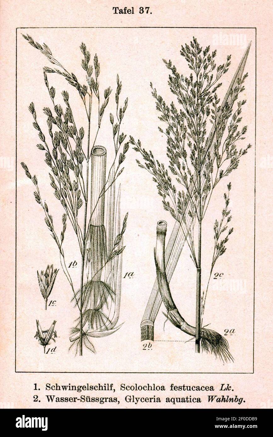 Poaceae spp Sturm37 Stock Photo - Alamy