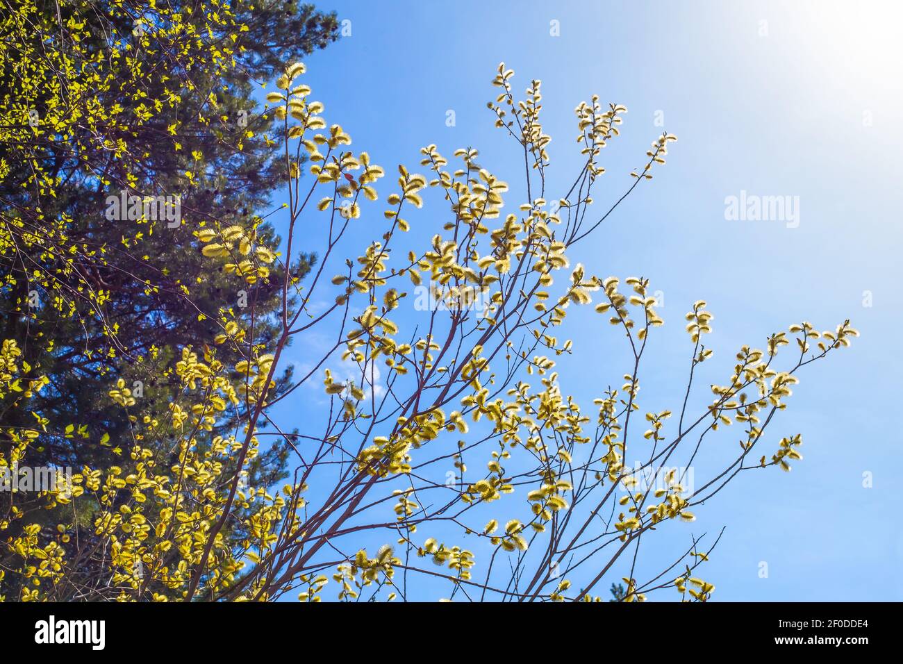The willow blossoms. Willow twigs with fluffy flowering buds against ...