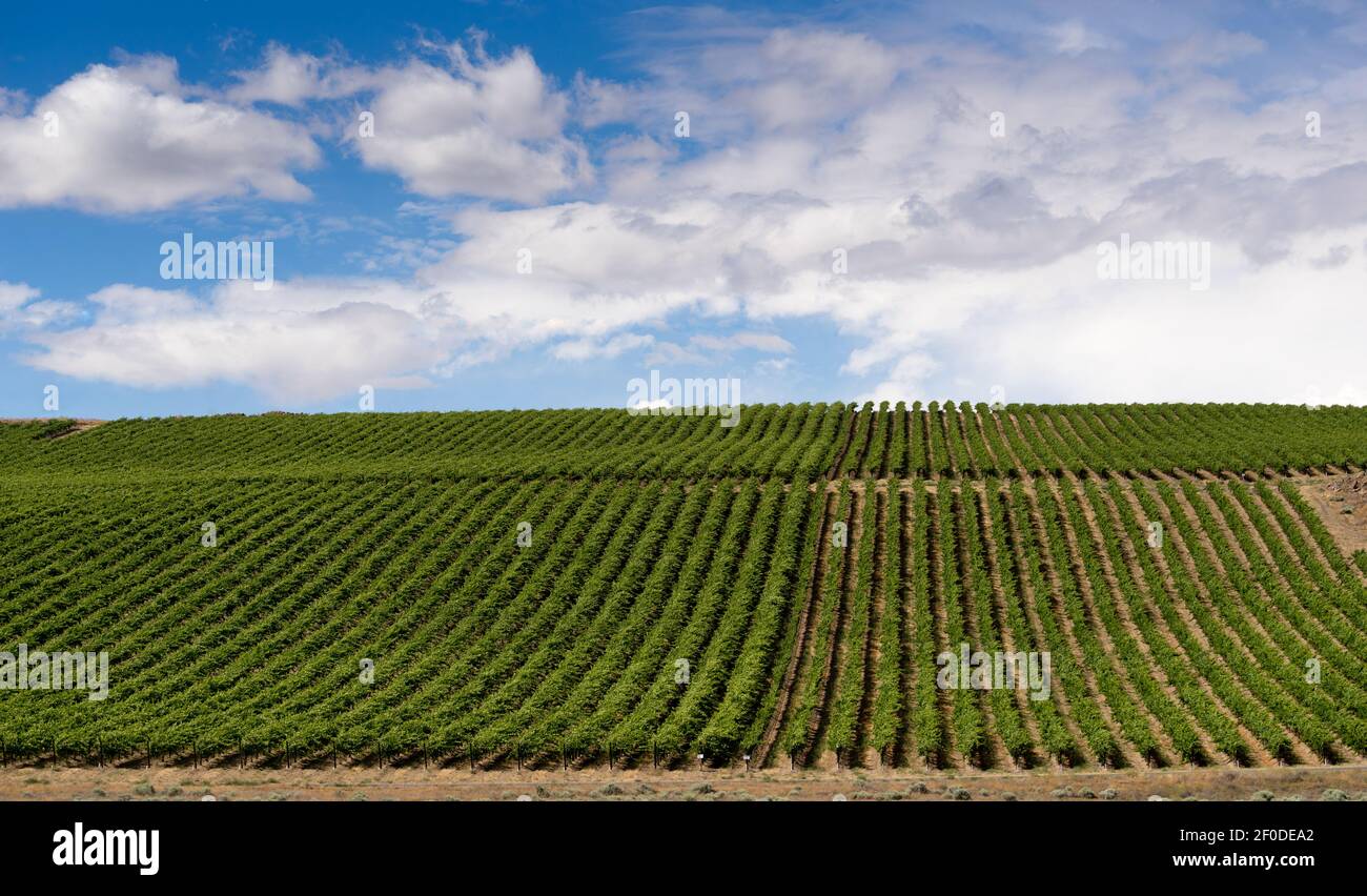 Columbia River Gorge Grape Plantation Fruit Orchard Agriculture Food ...