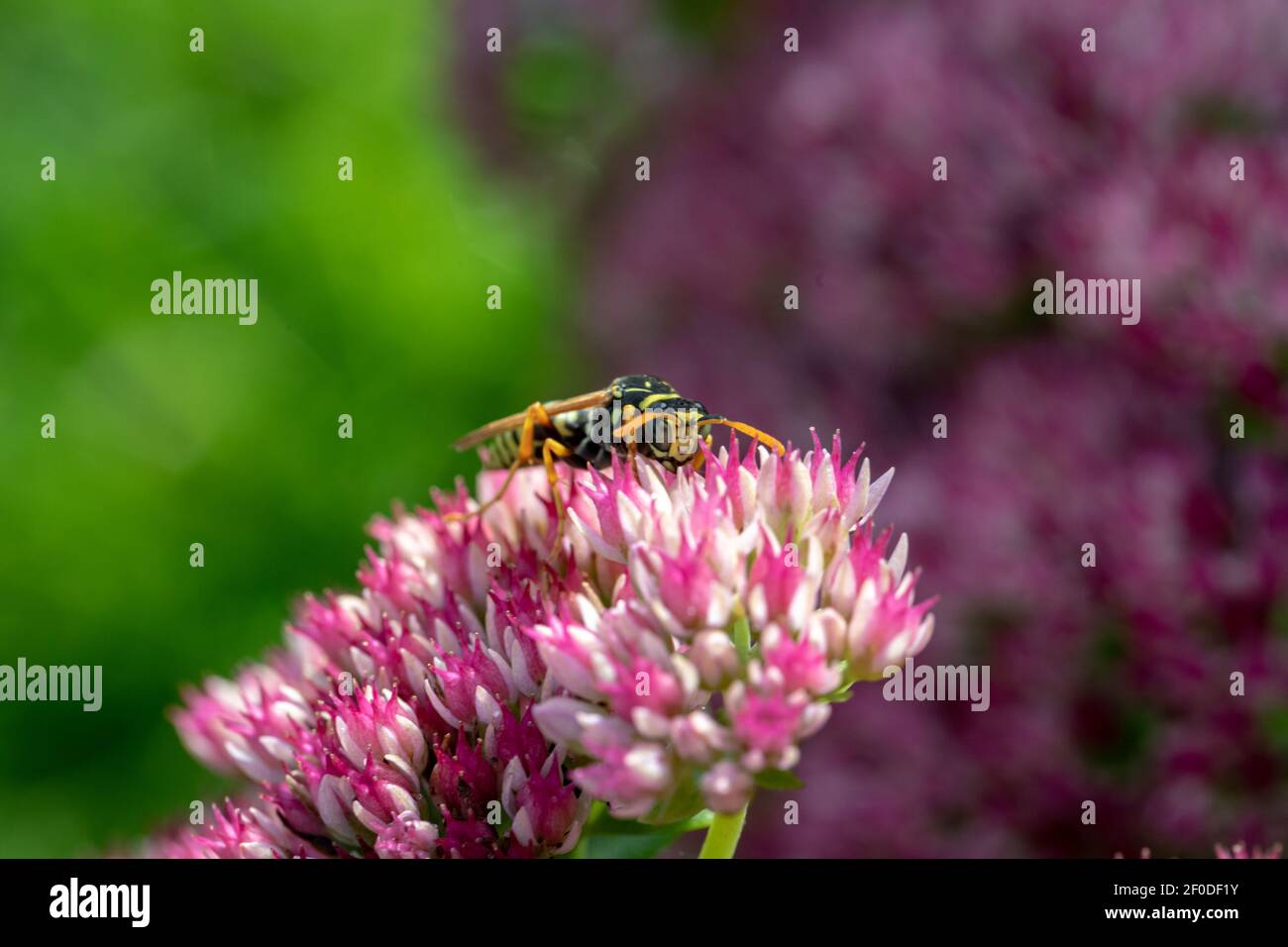 Wasp eating nectar from a pink spirea flower close-up Stock Photo - Alamy