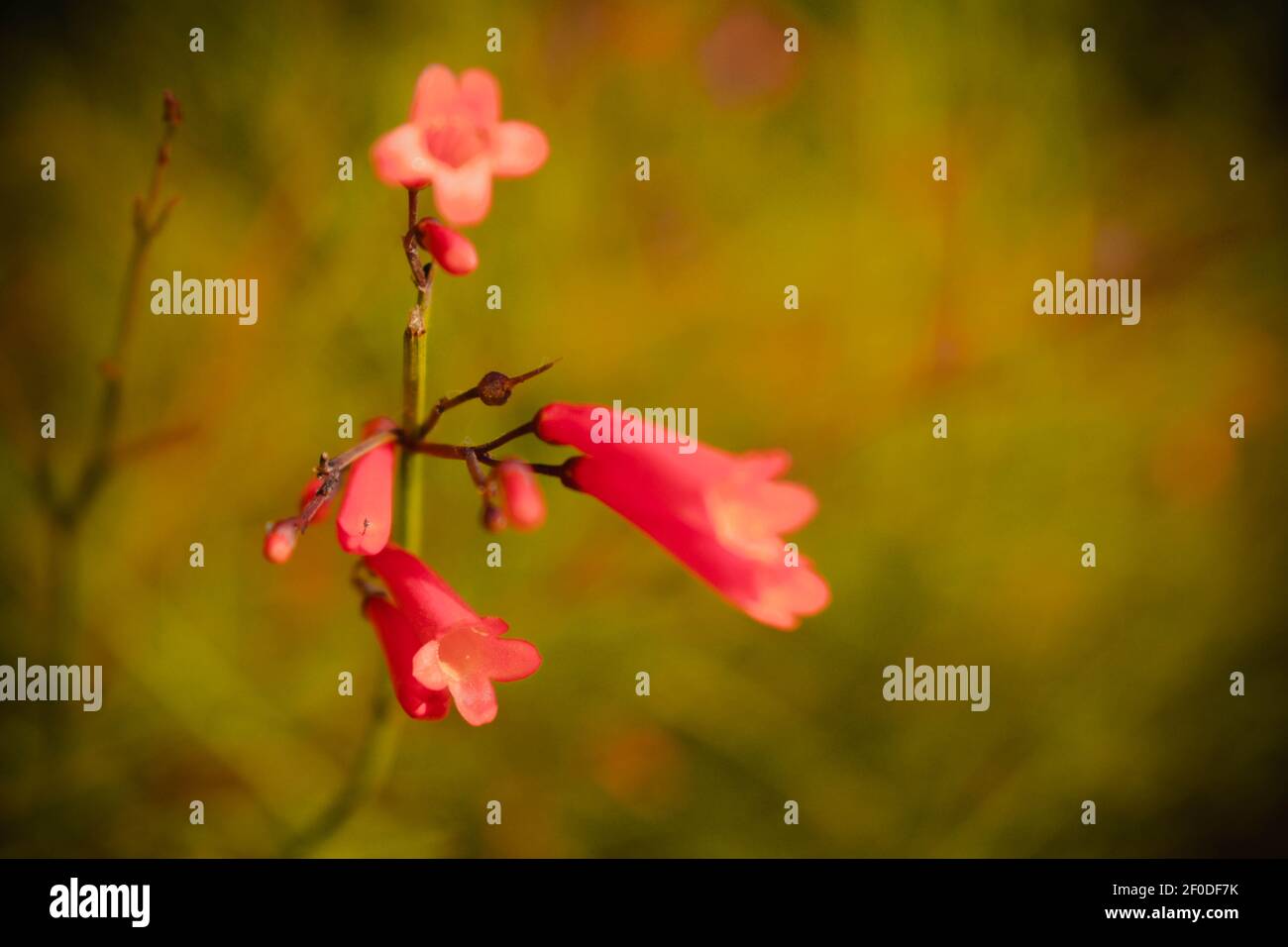 Red colored fire cracker plant in focus taken from low angle Stock ...