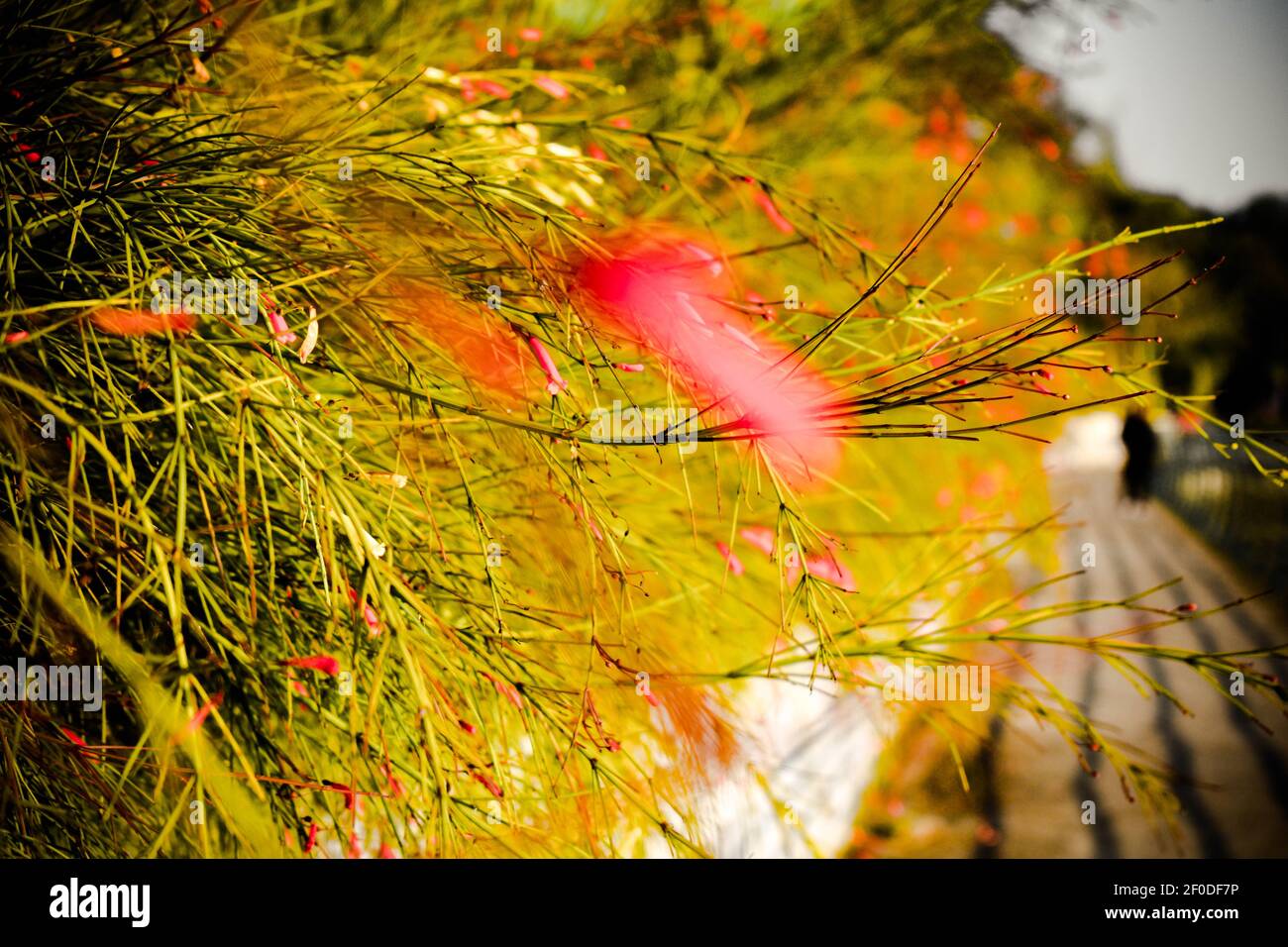 Red colored fire cracker plant in focus taken from low angle Stock ...