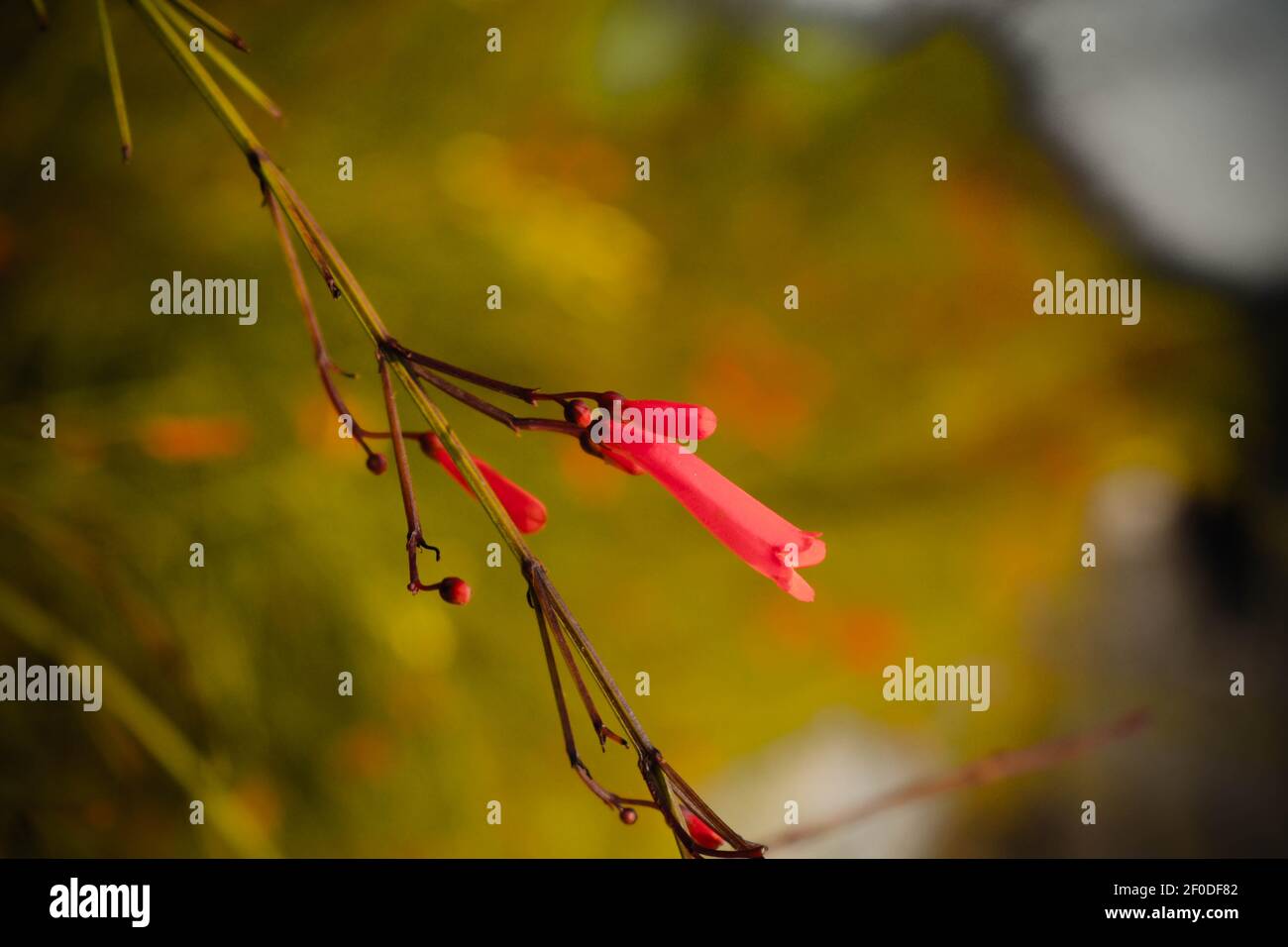 Red colored fire cracker plant in focus taken from low angle Stock ...