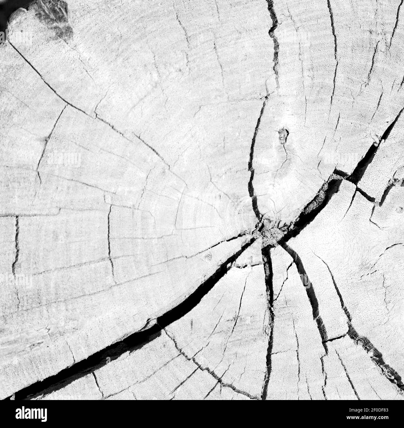 Abstract texture of a tree Stock Photo - Alamy