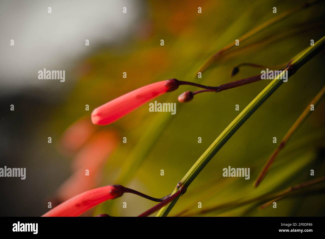 Red colored fire cracker plant in focus taken from low angle Stock ...