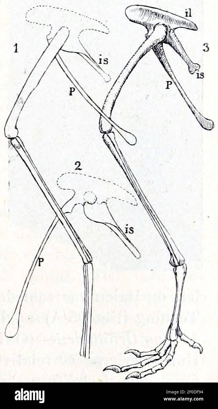Podokesaurus and Archaeopteryx hindlimbs Stock Photo - Alamy