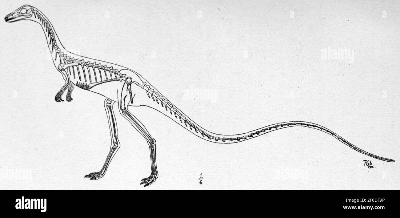 Skeletal reconstruction hi-res stock photography and images - Alamy