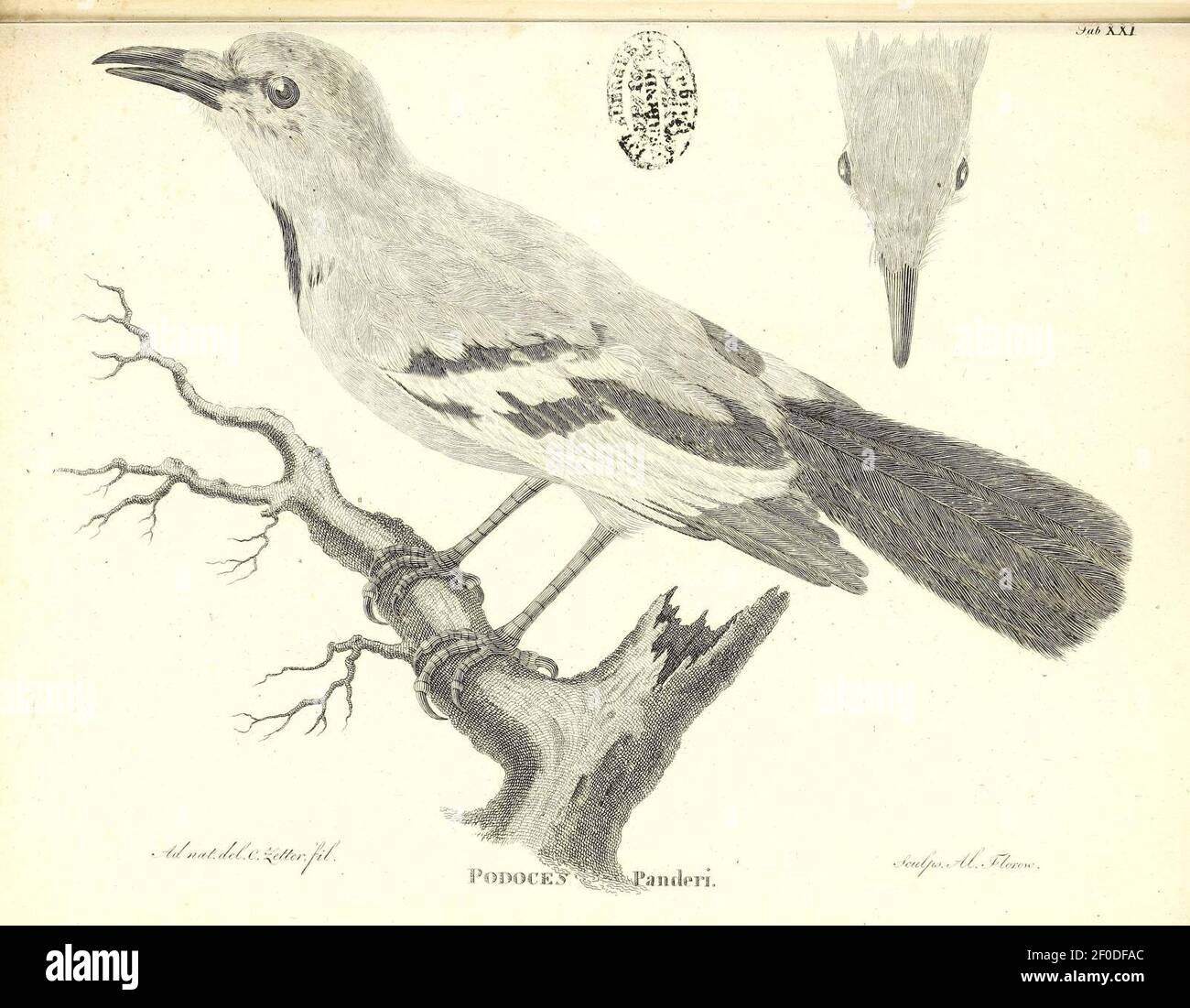 Naturalistes hi-res stock photography and images - Alamy