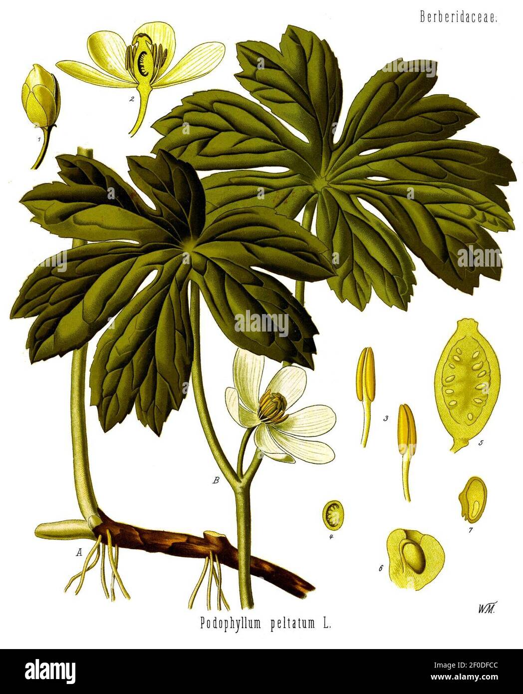 Podophyllum peltatum - Köhler–s Medizinal-Pflanzen-246 0383-caps Stock ...