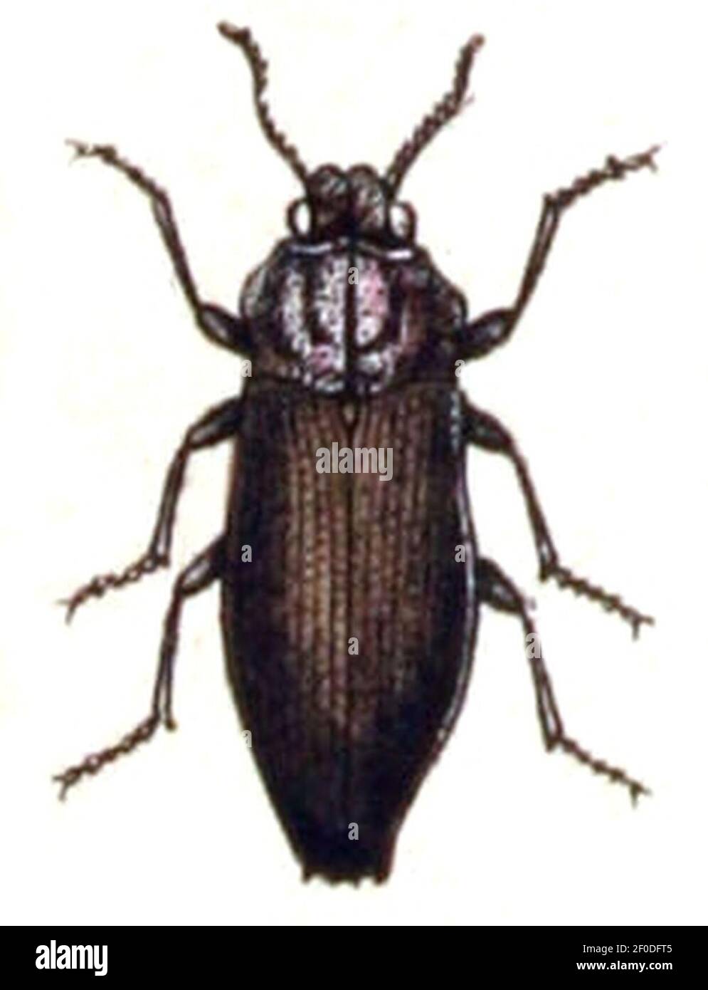 Poecilonota hi-res stock photography and images - Alamy