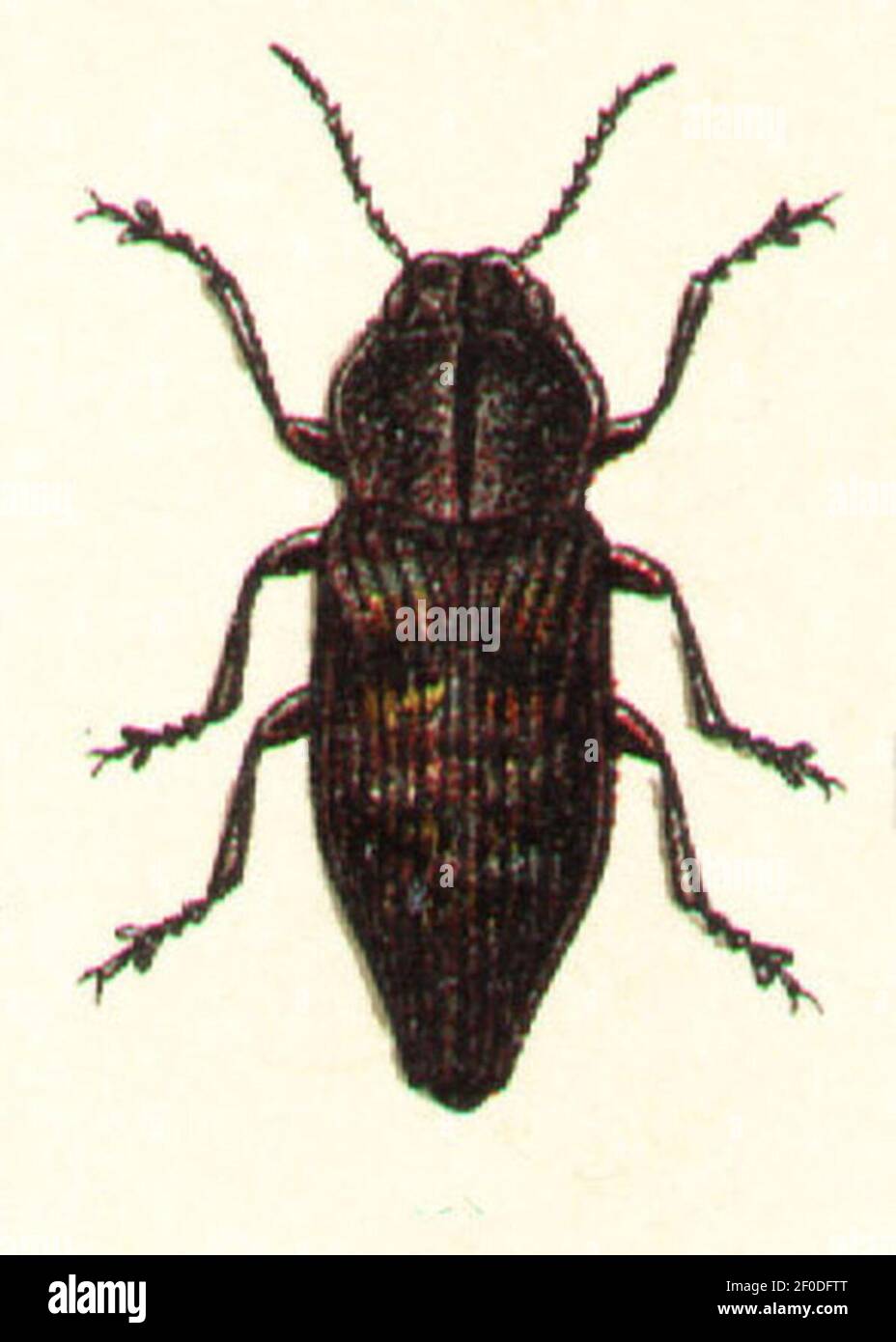 Variolosa hi-res stock photography and images - Alamy