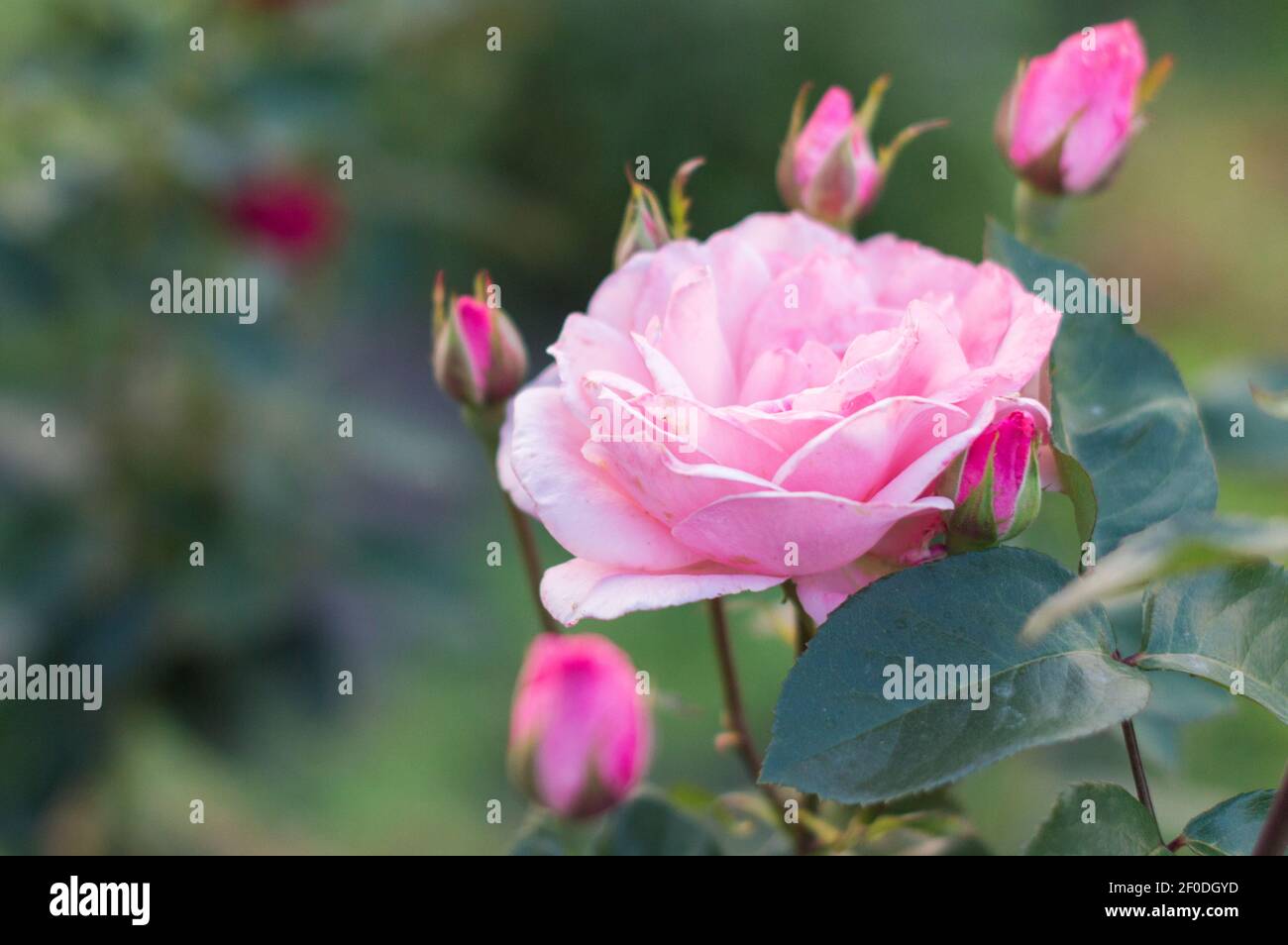 Rose growing hi-res stock photography and images - Alamy
