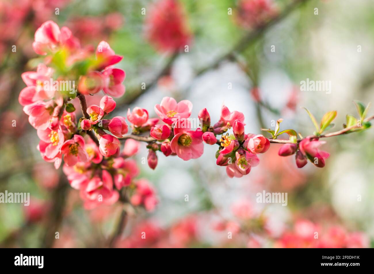 Bloomed tree hi-res stock photography and images - Alamy
