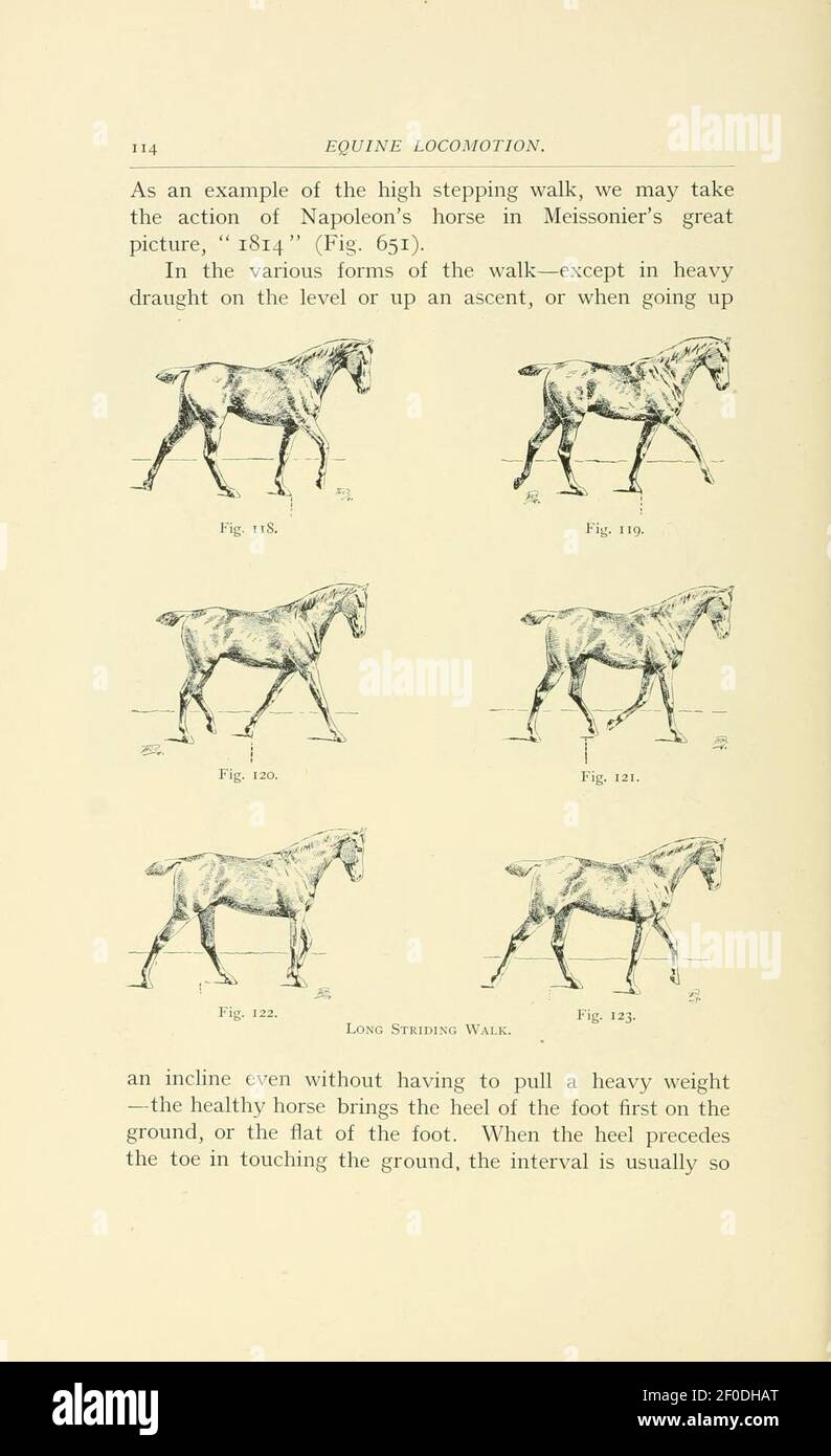 Points of the horse (Page 114 Stock Photo - Alamy